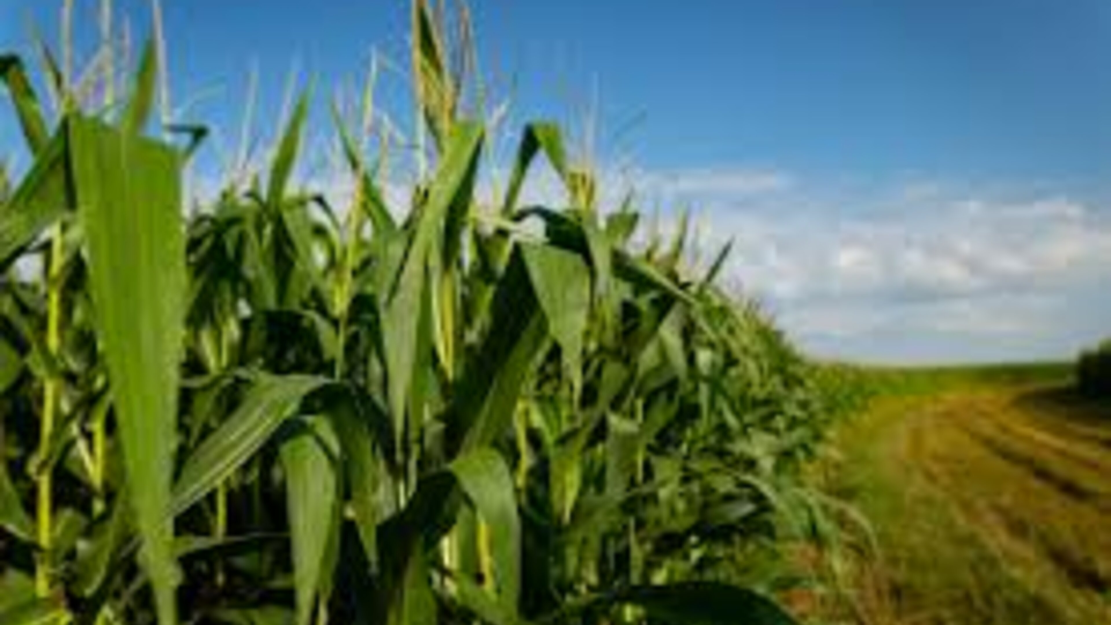 What is corn sweat? | Nebraska State Climate Office | Nebraska